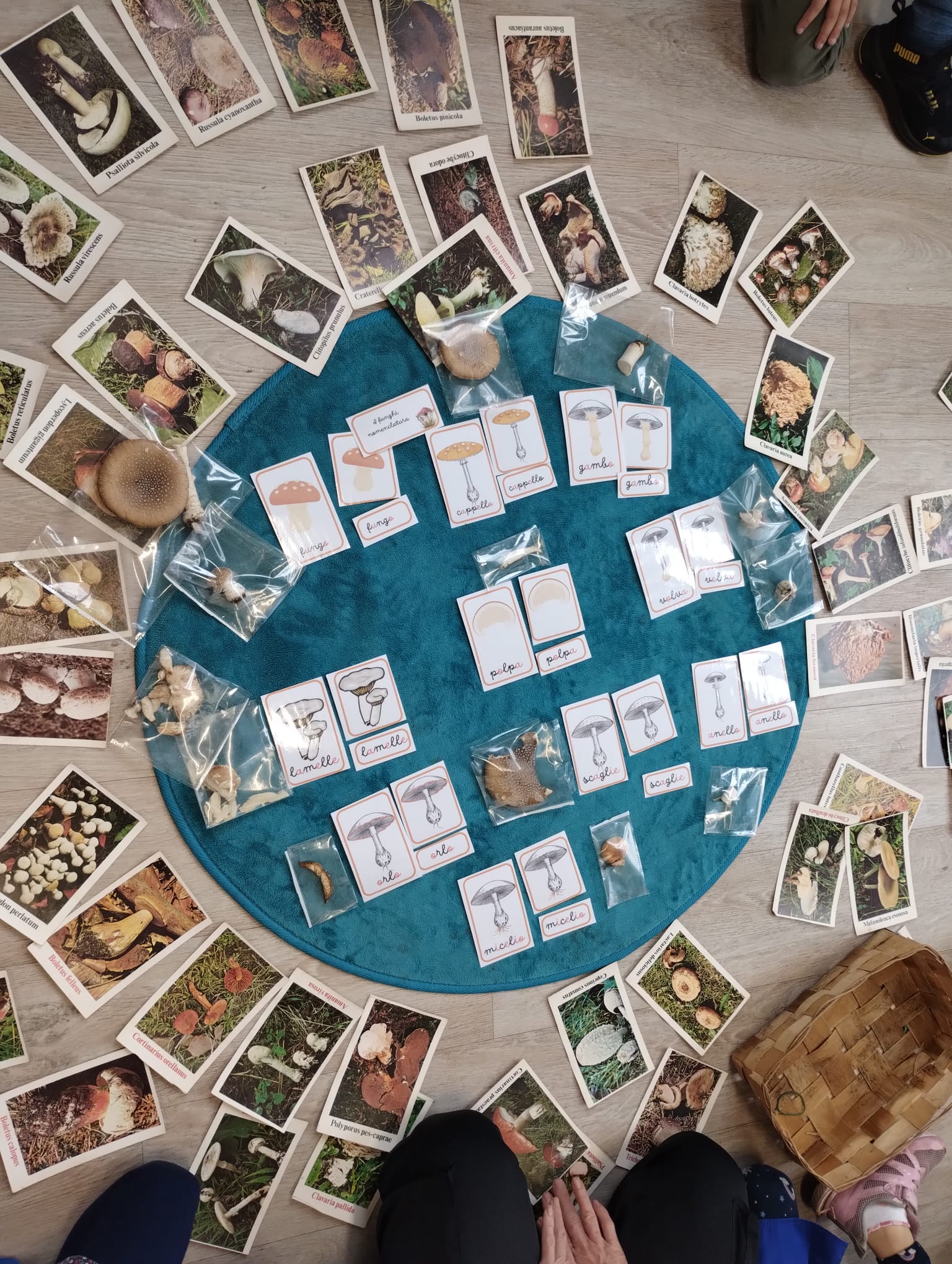 Carte di nomenclature Montessori per l'autunno- pack con 5 nomenclature ...